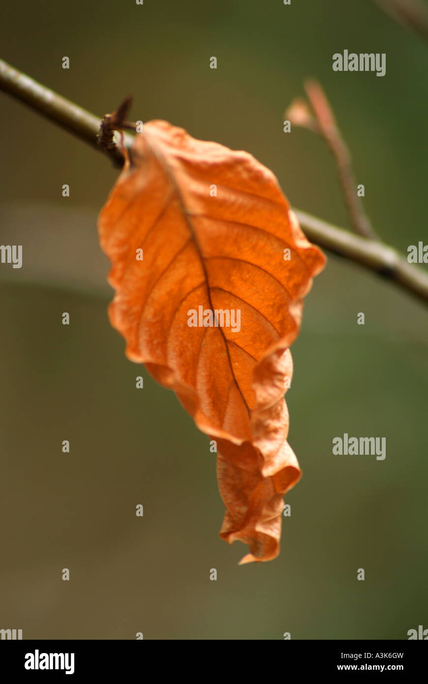 Dying beech leaf Stock Photo - Alamy
