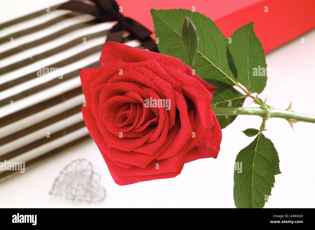 Red rose stem Stock Photo - Alamy