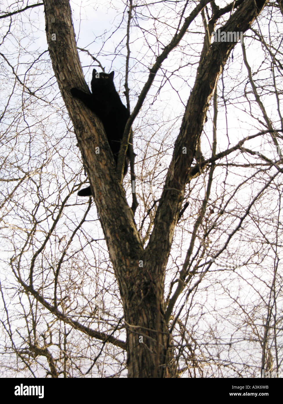 Cats stuck up trees hi-res stock photography and images - Alamy