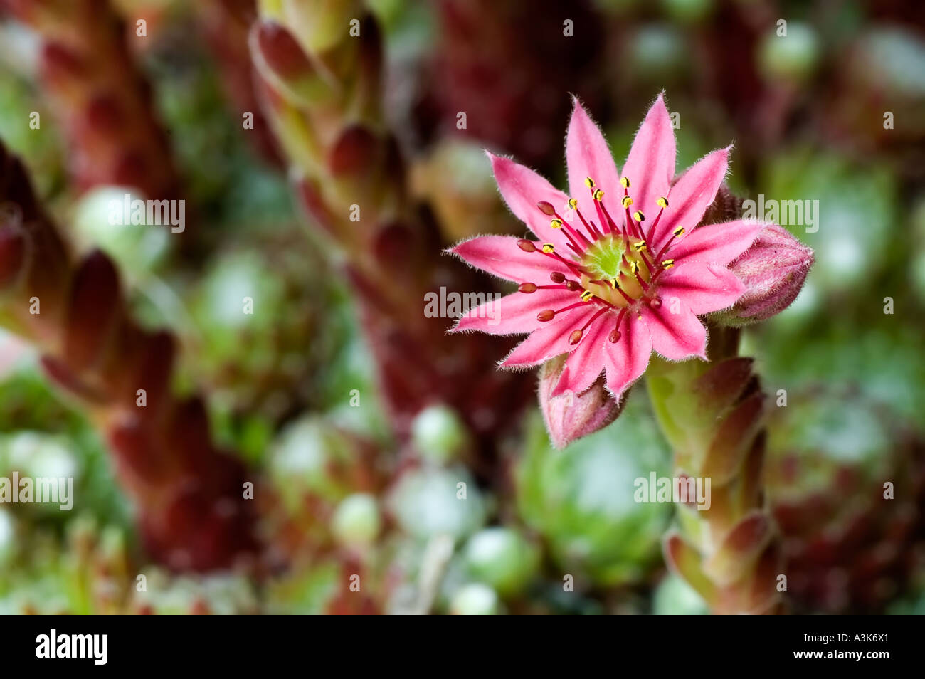 A close up of a Succulant plant - Pink Spider Sedum flower Stock Photo ...