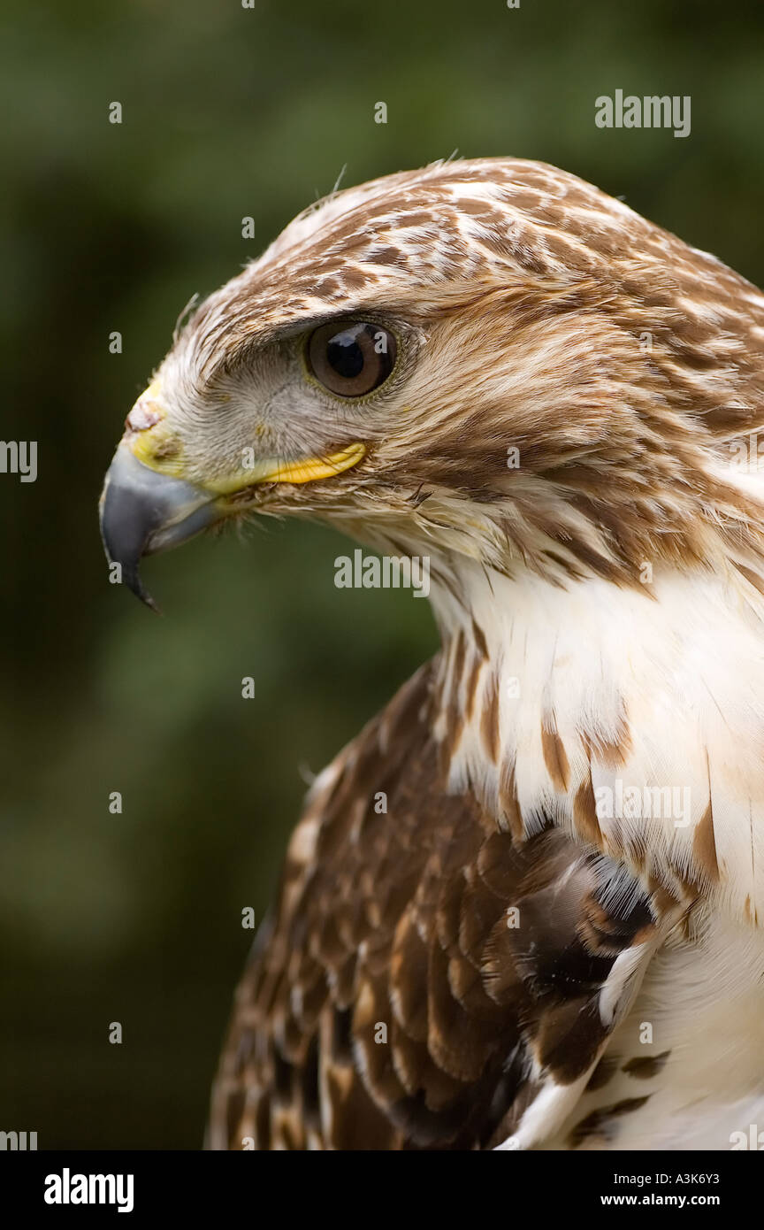 A Red Tailed Hawk - Buzzard - Buteo Jamaicans Stock Photo - Alamy