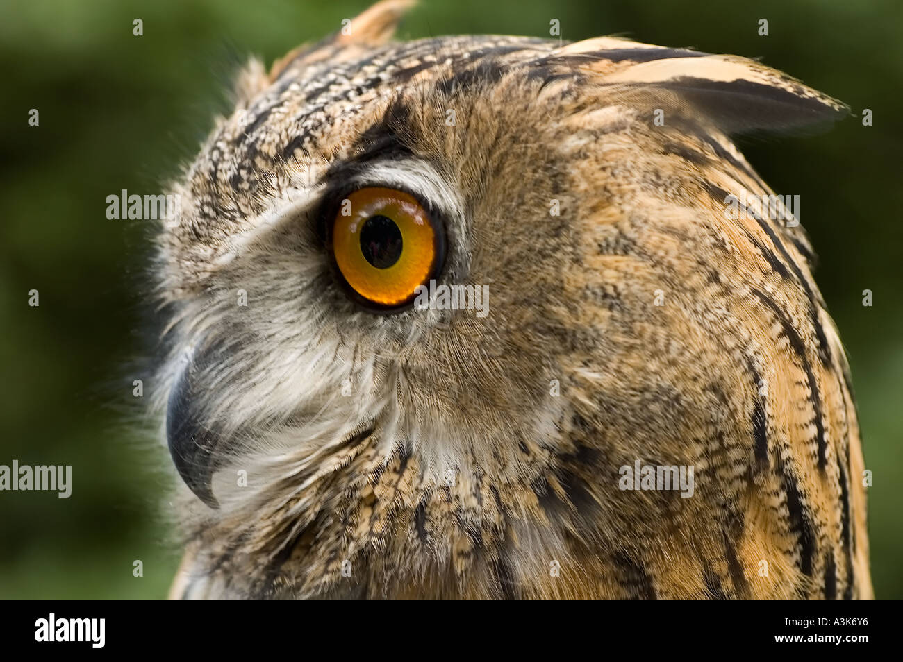A close up of an Eagle Owl (European Bubo Bubo Stock Photo - Alamy