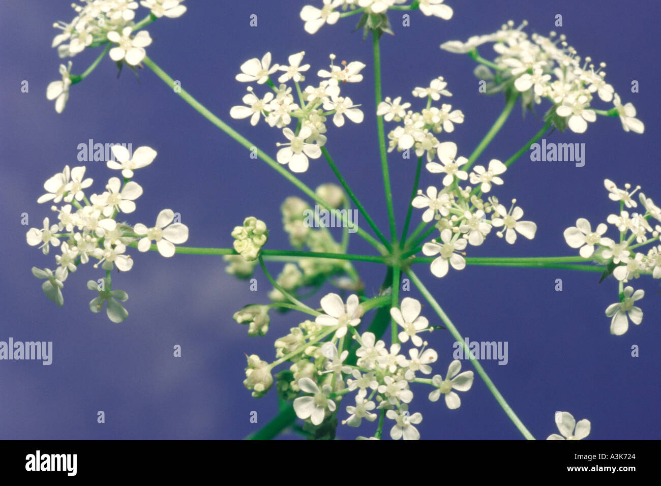 Anthriscus Sylvestris Stock Photo - Alamy