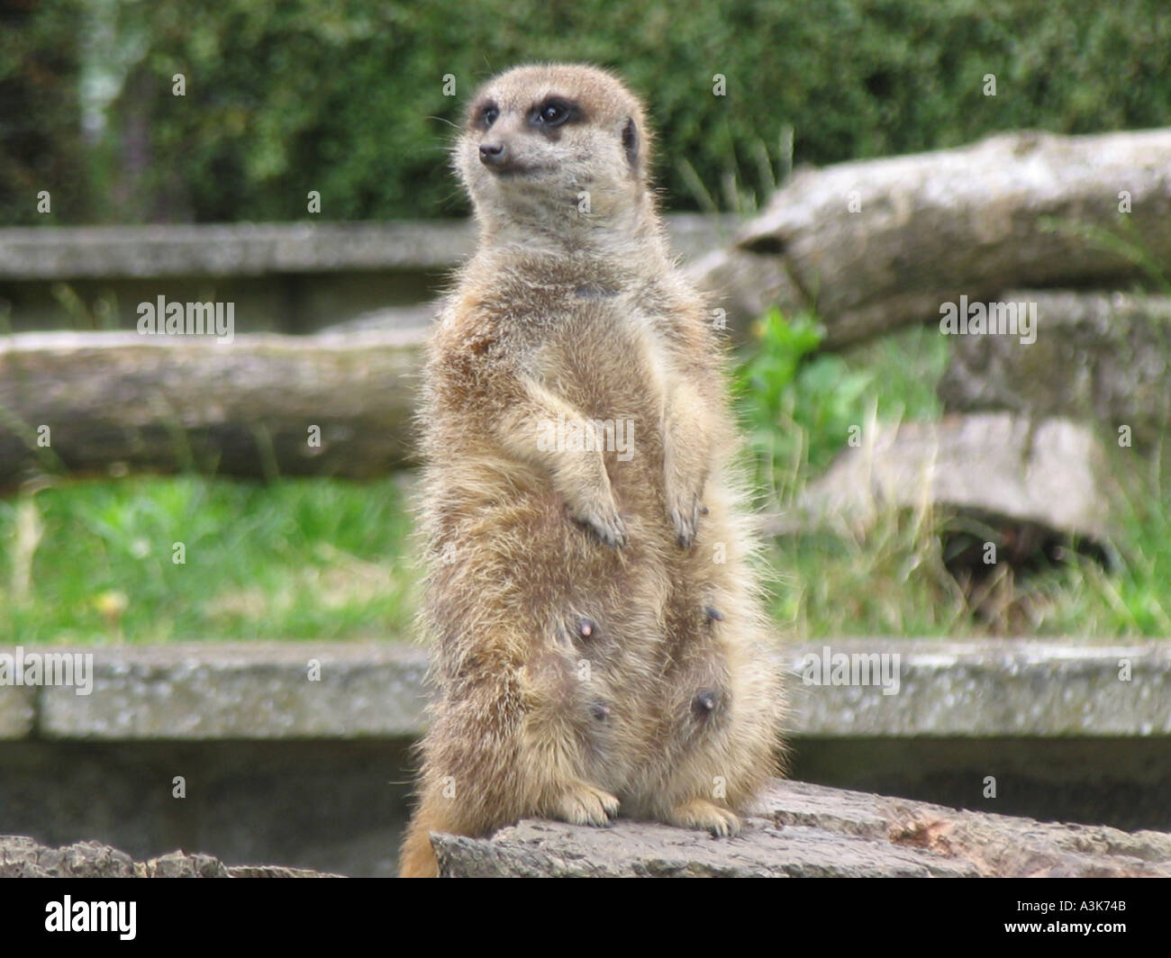 Alert Meerkat on the lookout Stock Photo - Alamy