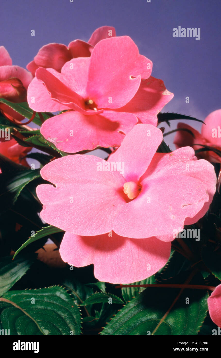 Fleissiges hi-res stock photography and images - Alamy
