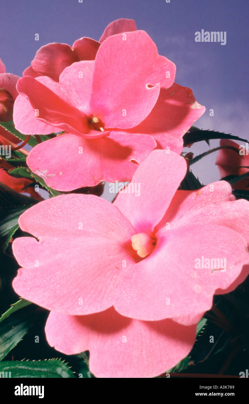 Fleissiges lieschen hi-res stock photography and images - Alamy