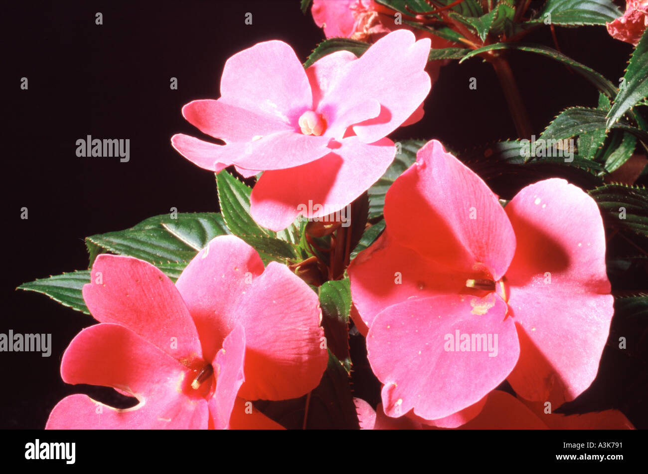 Fleissiges lieschen hi-res stock photography and images - Alamy