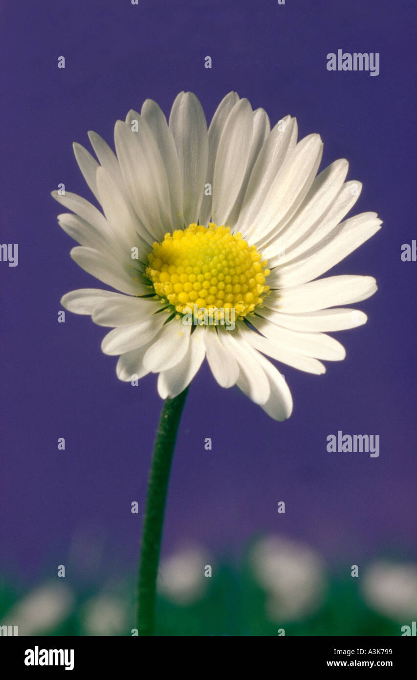 Daisy blume compositae hi-res stock photography and images - Alamy