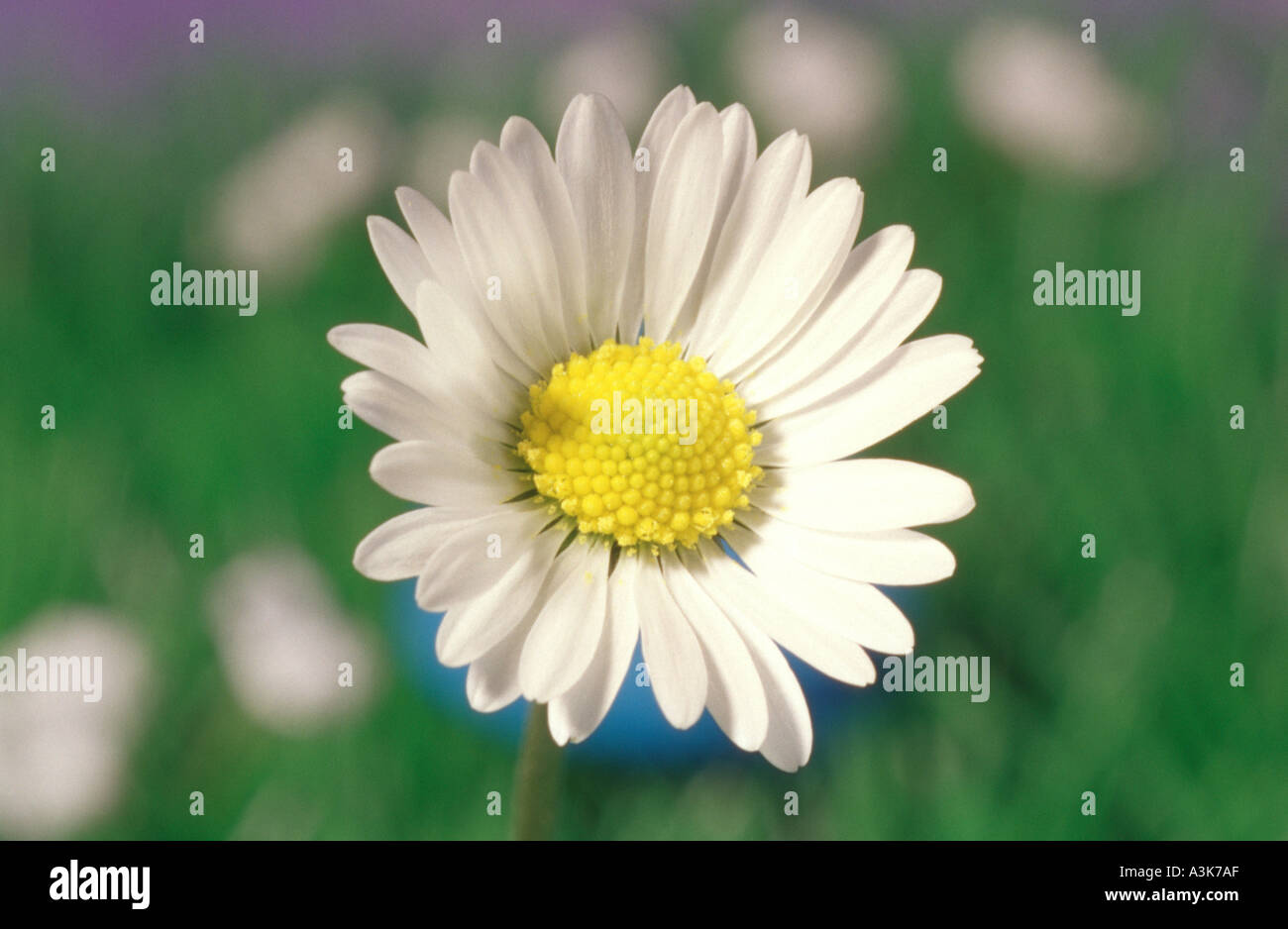 Daisy blume compositae hi-res stock photography and images - Alamy