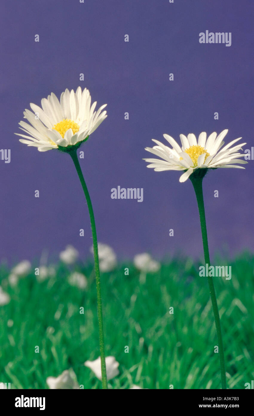Daisy blume compositae hi-res stock photography and images - Alamy