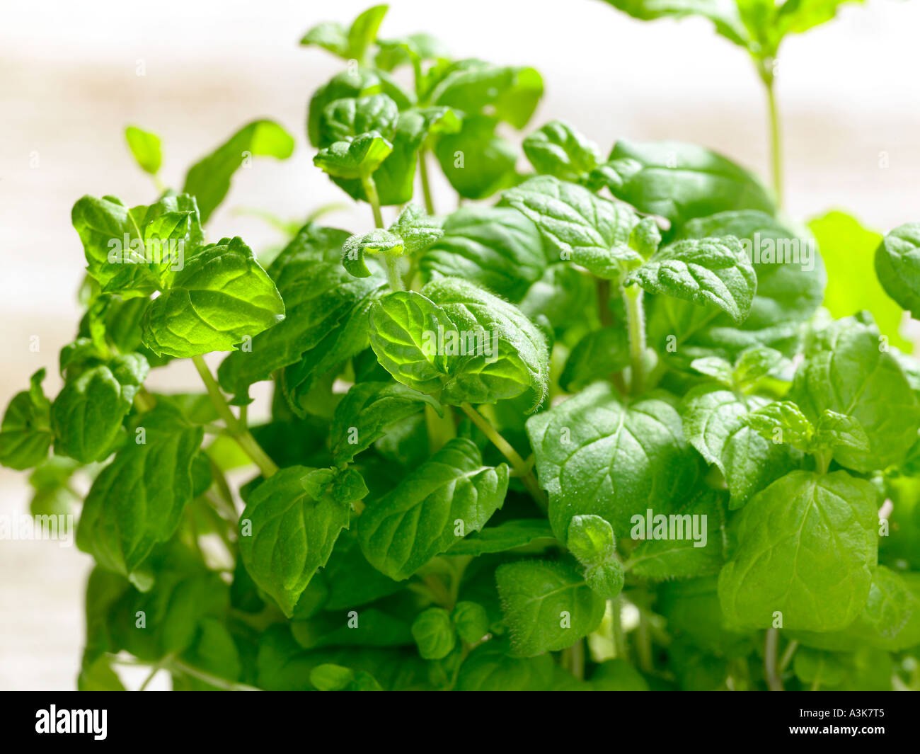 Minty freshness hi-res stock photography and images - Alamy