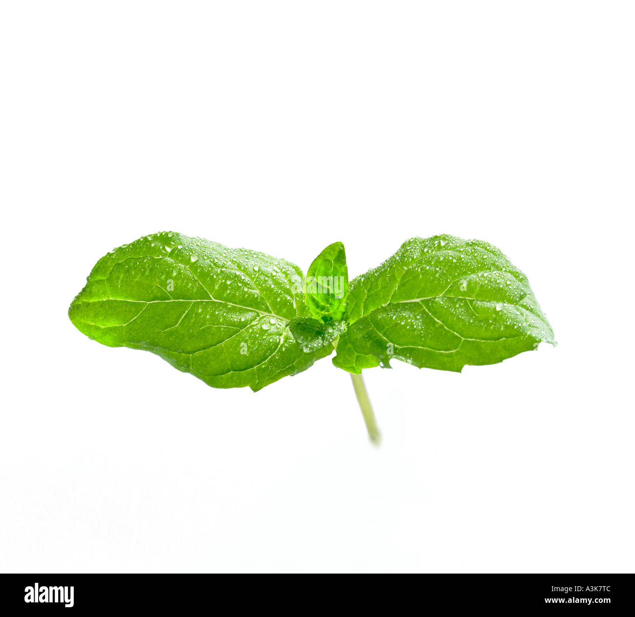 A Close up of fresh wet mint leaves with other blurred leaves behind ...