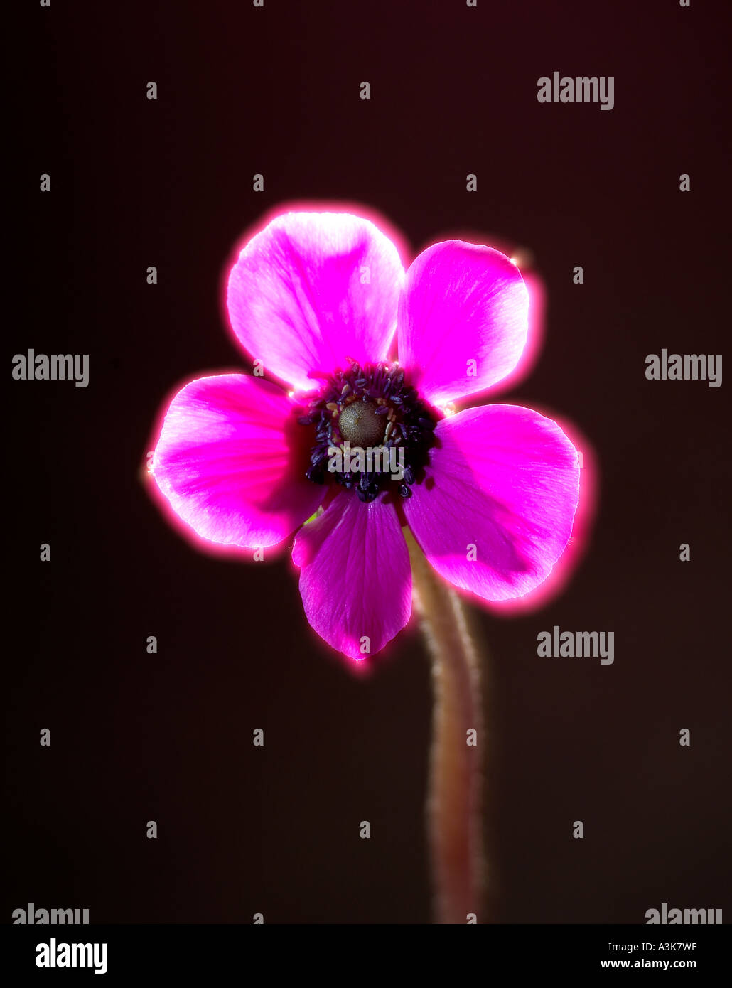 Color solarization hi-res stock photography and images - Alamy