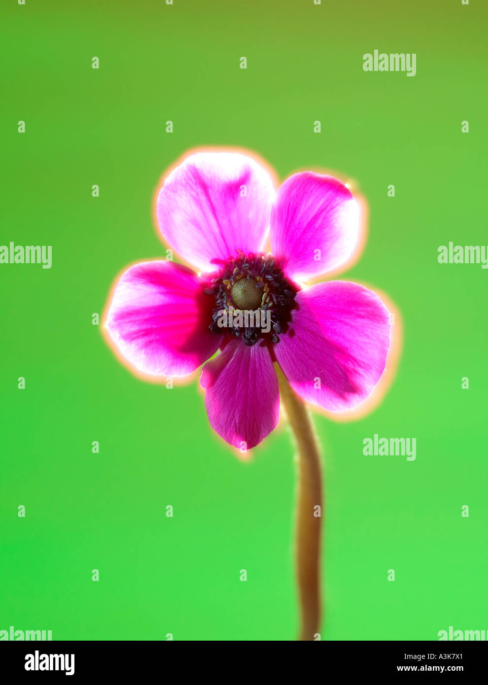 A Single Pink flower on a Green Background portrait format with a ...