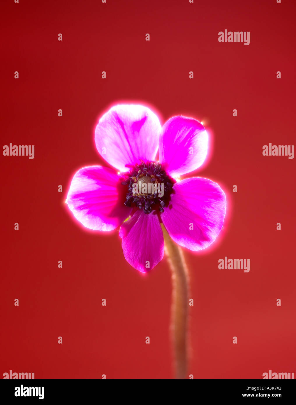 A Single Pink flower on a Red Background portrait format with a ...