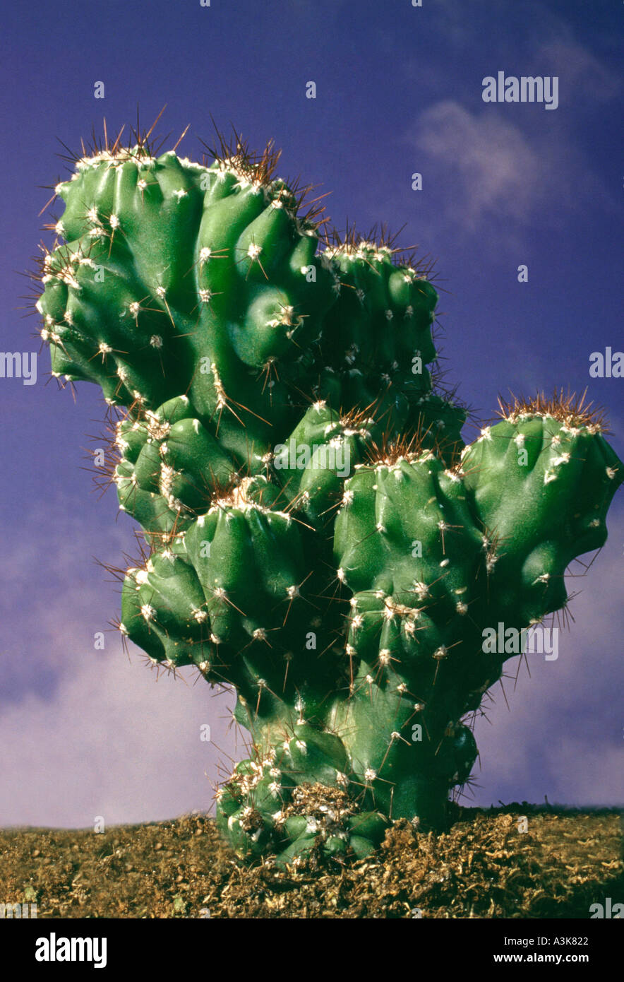 Cereus pflanze hi-res stock photography and images - Alamy