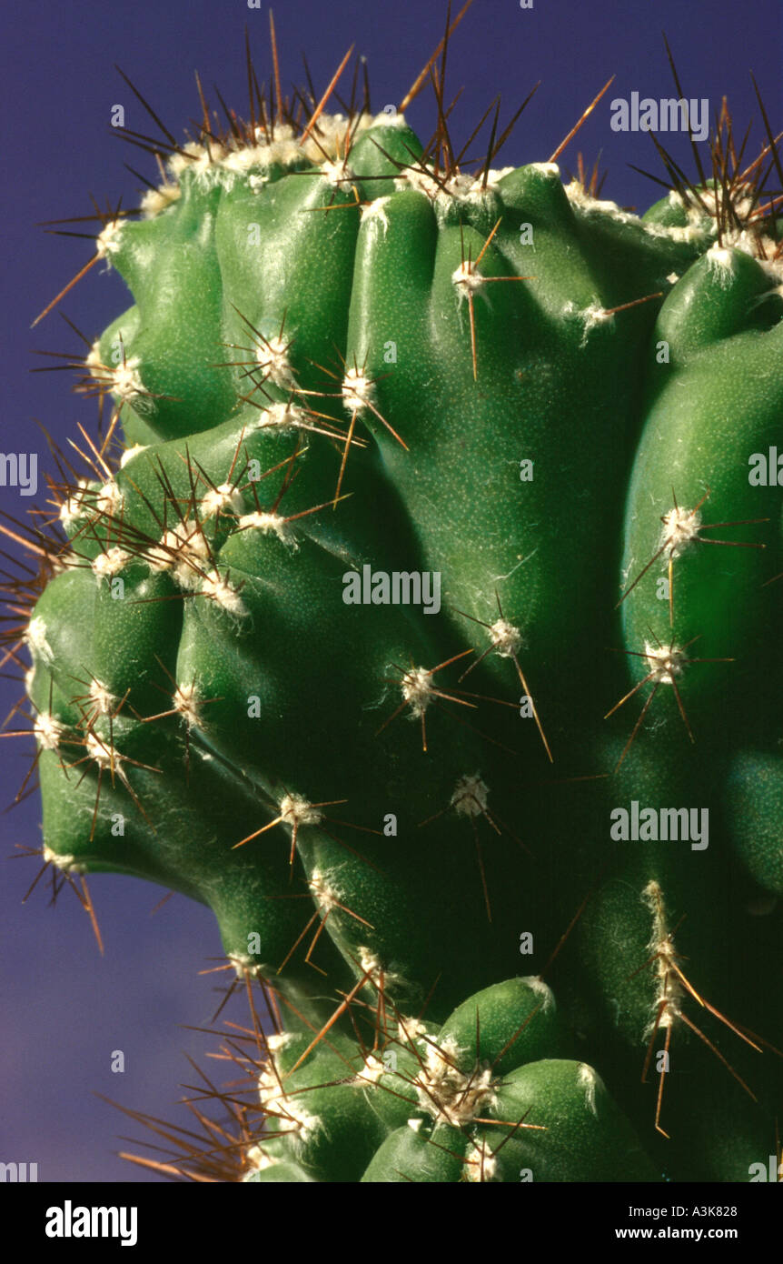 Cereus pflanze hi-res stock photography and images - Alamy
