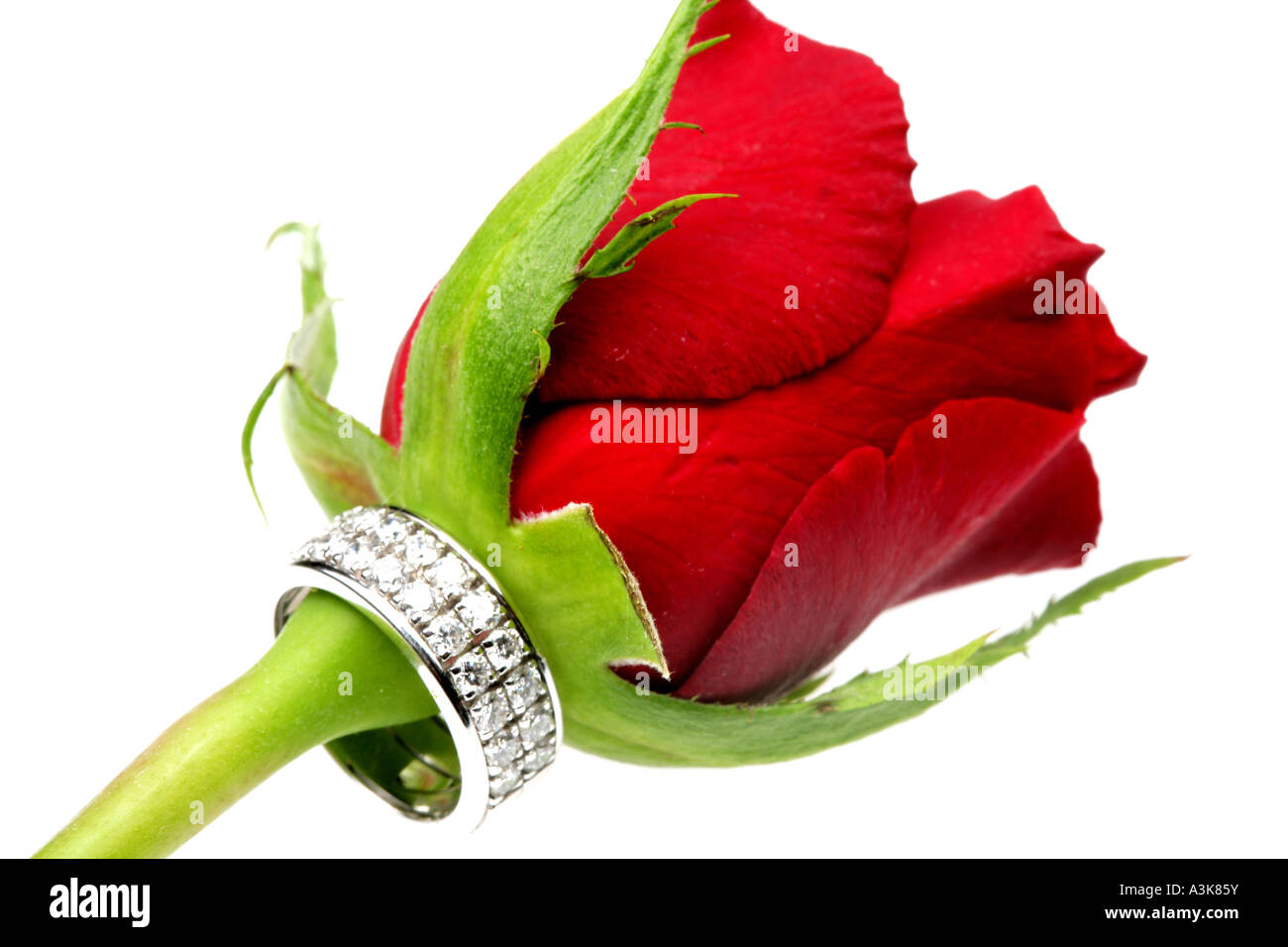 Single Rose with a White Gold and Diamond Ring Stock Photo - Alamy
