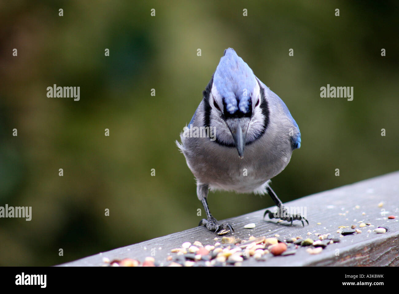 Blue Jay looking down at feed Stock Photo - Alamy