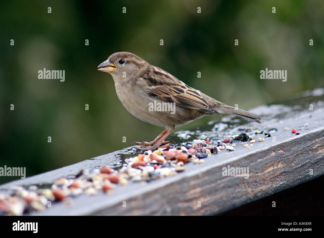 House Sparrow female on railing with fruits and nuts Stock Photo - Alamy