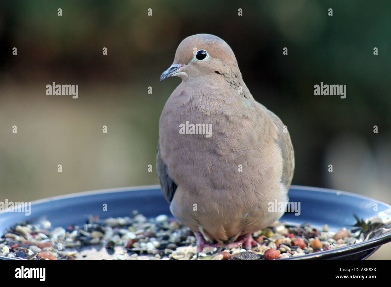 Mourning Dove sitting in feeding plate frontal view Stock Photo - Alamy