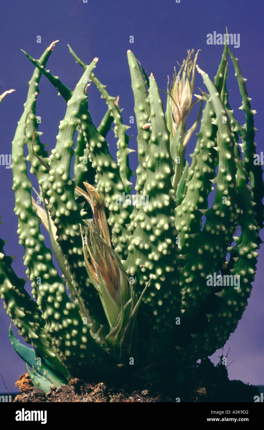 Botany liliaceae aloe hi-res stock photography and images - Alamy