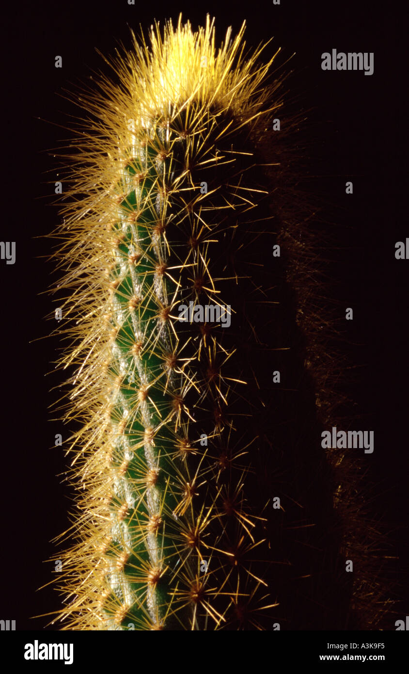Austrocephalocereus dybowskii Stock Photo - Alamy
