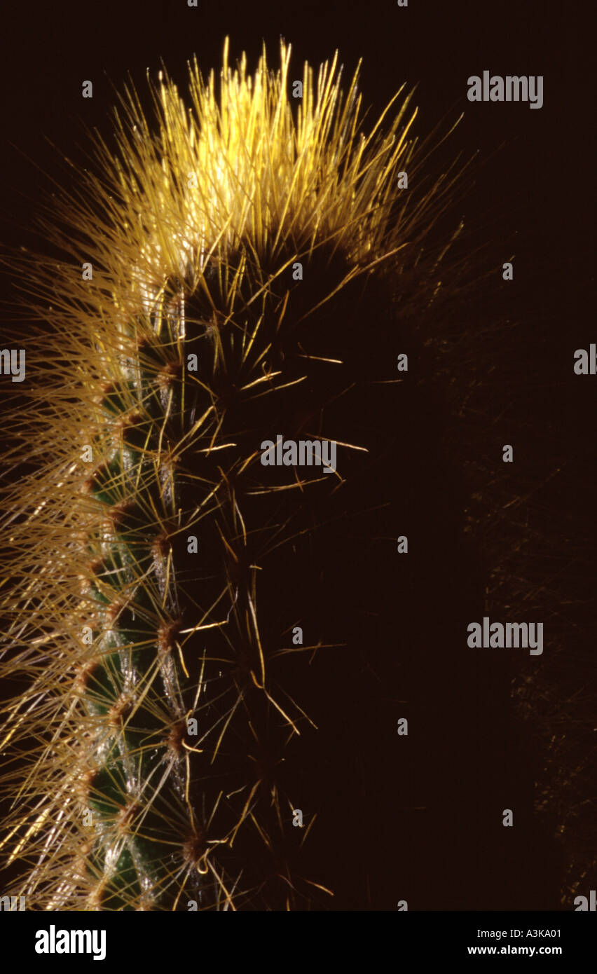 Austrocephalocereus dybowskii hi-res stock photography and images - Alamy