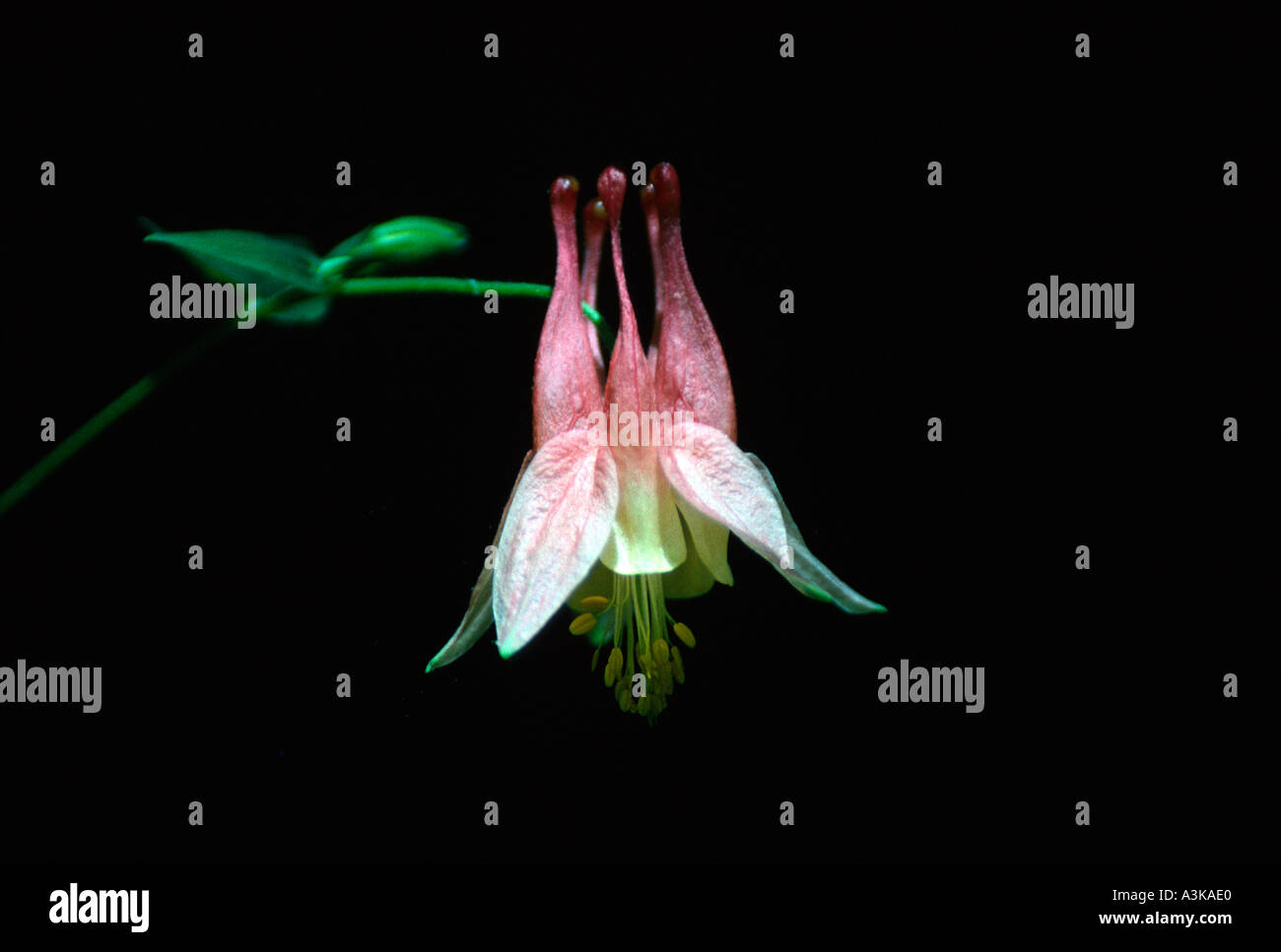 Columbine canadensis hi-res stock photography and images - Alamy