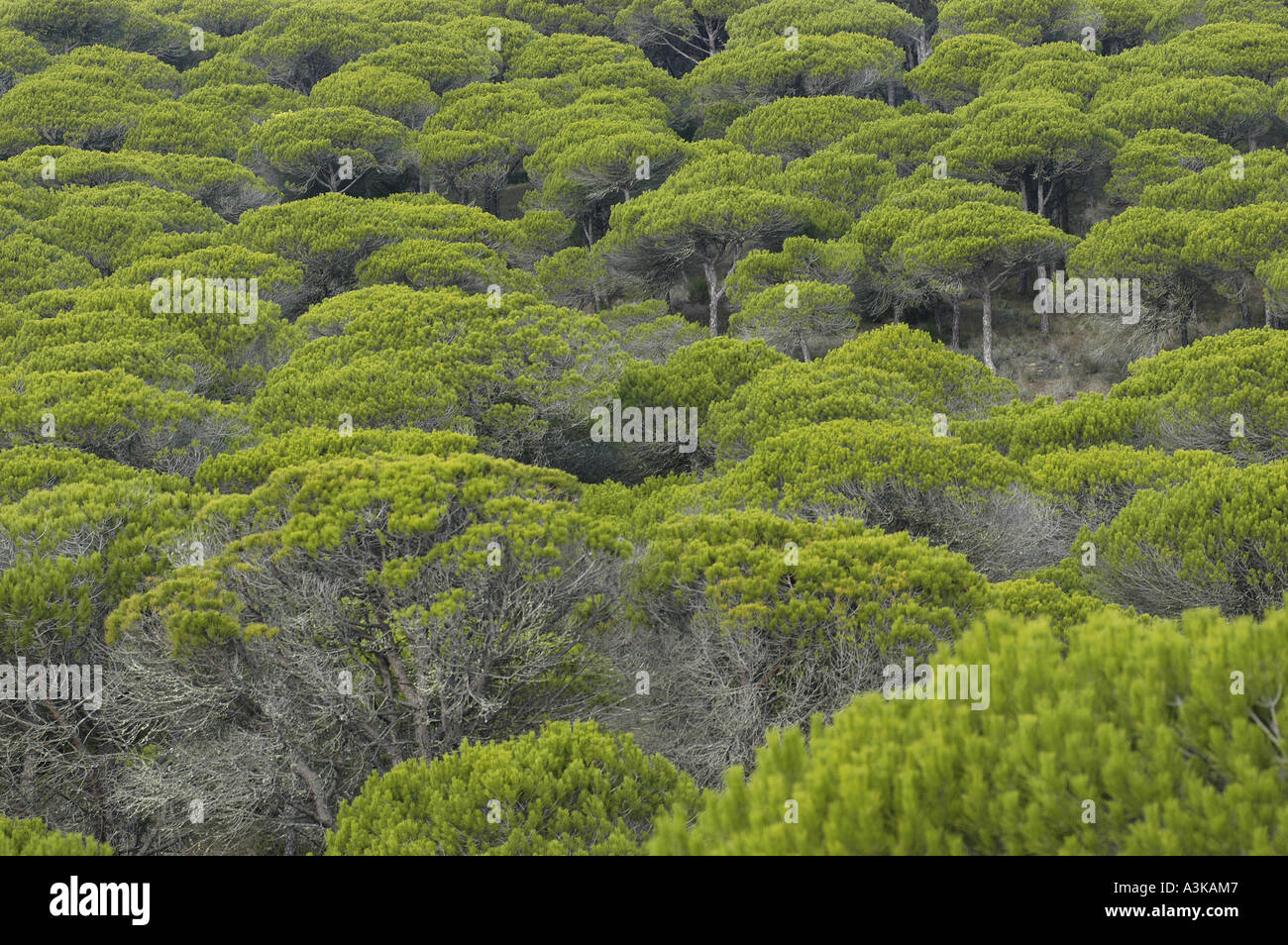 Mediterranean Pines La Bre a Natural Park and Barbate Marismas wetlands ...