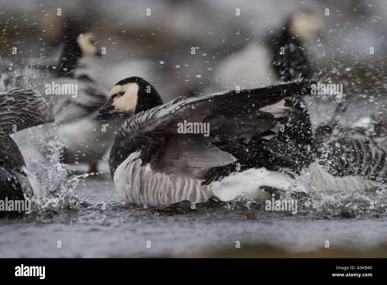 Barnacle Geese, Branta leucopsis Stock Photo - Alamy