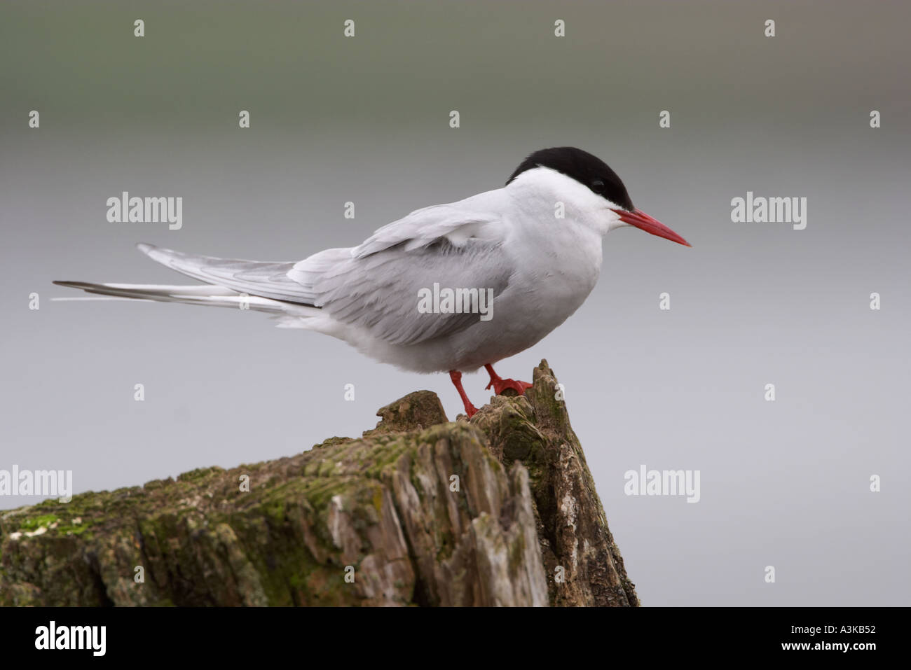 Arctic Tern, Sterna paradisaea Stock Photo - Alamy