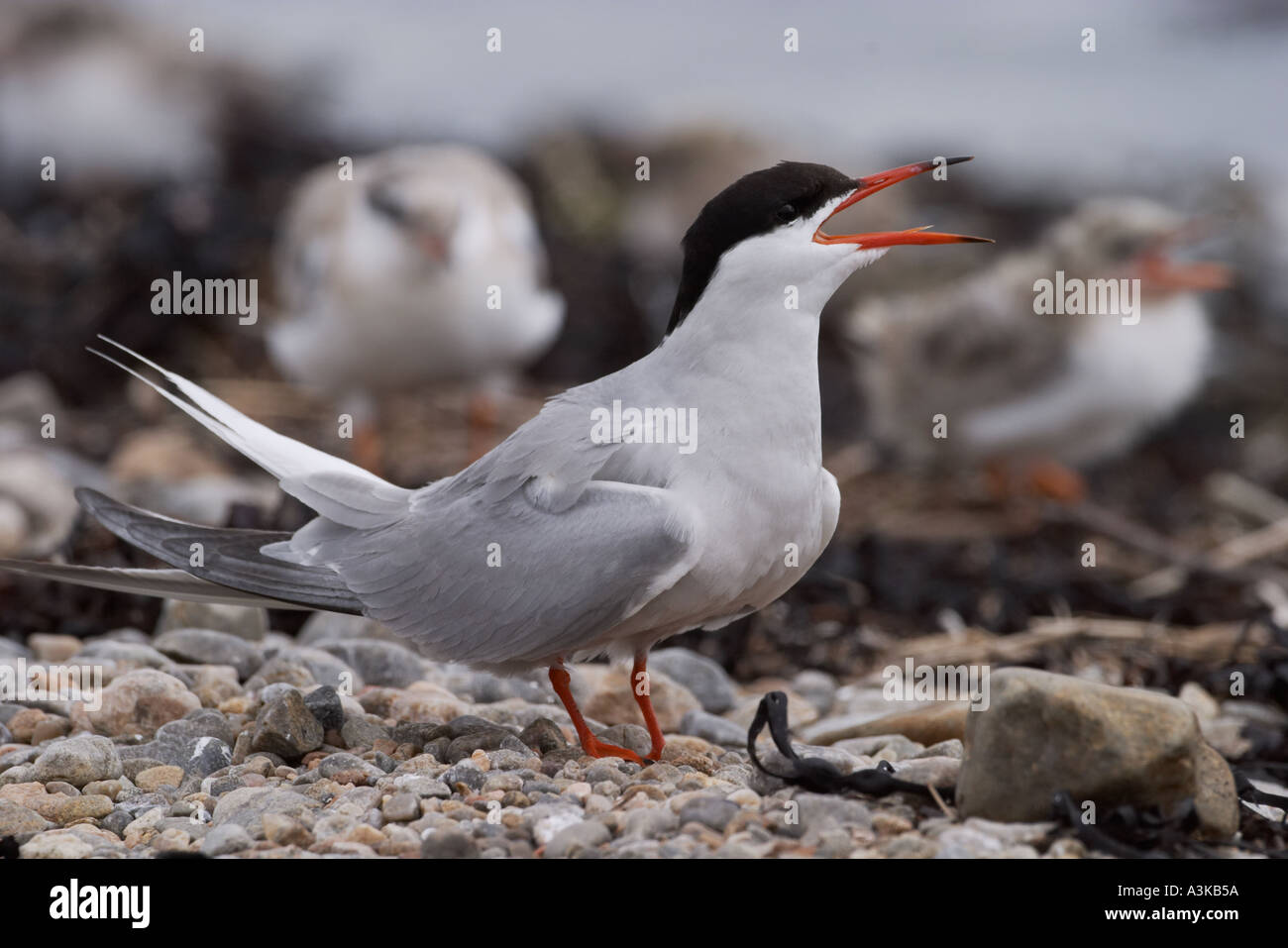 Common Tern Sterna hirundo Stock Photo - Alamy