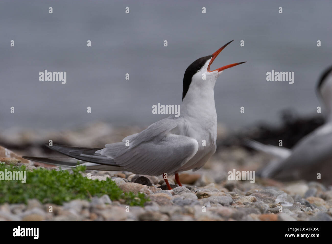 Common Tern Sterna hirundo Stock Photo - Alamy