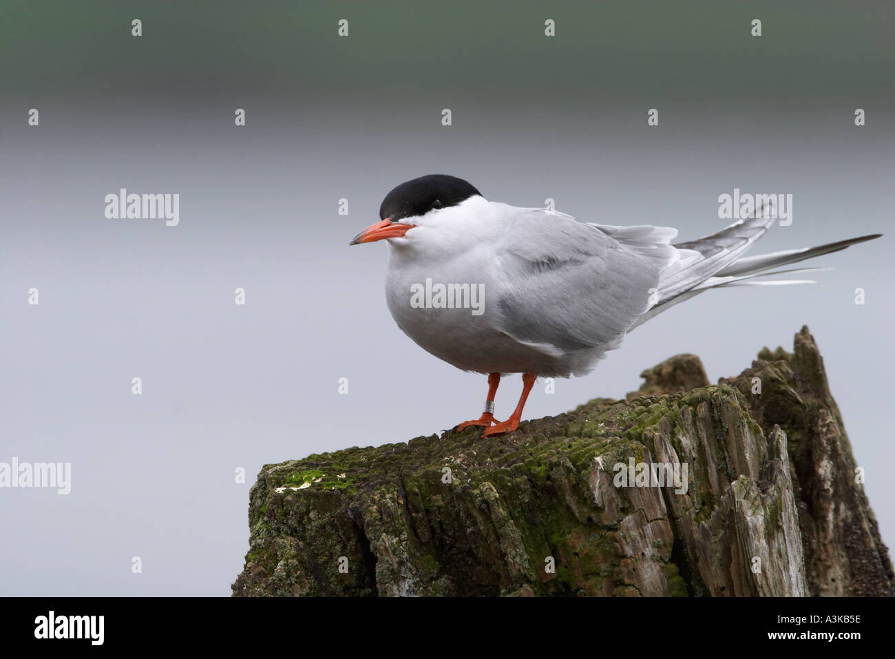 Common Tern Sterna hirundo Stock Photo - Alamy