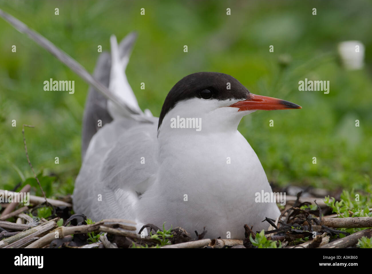 Common Tern Sterna hirundo Stock Photo - Alamy
