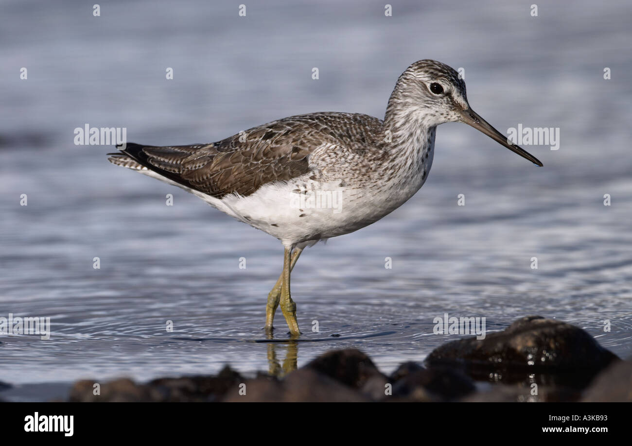 Common Greenshank Tringa nebularia Stock Photo - Alamy