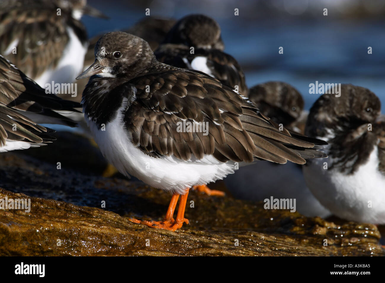 Turnstone wader arenaria interpres hi-res stock photography and images ...