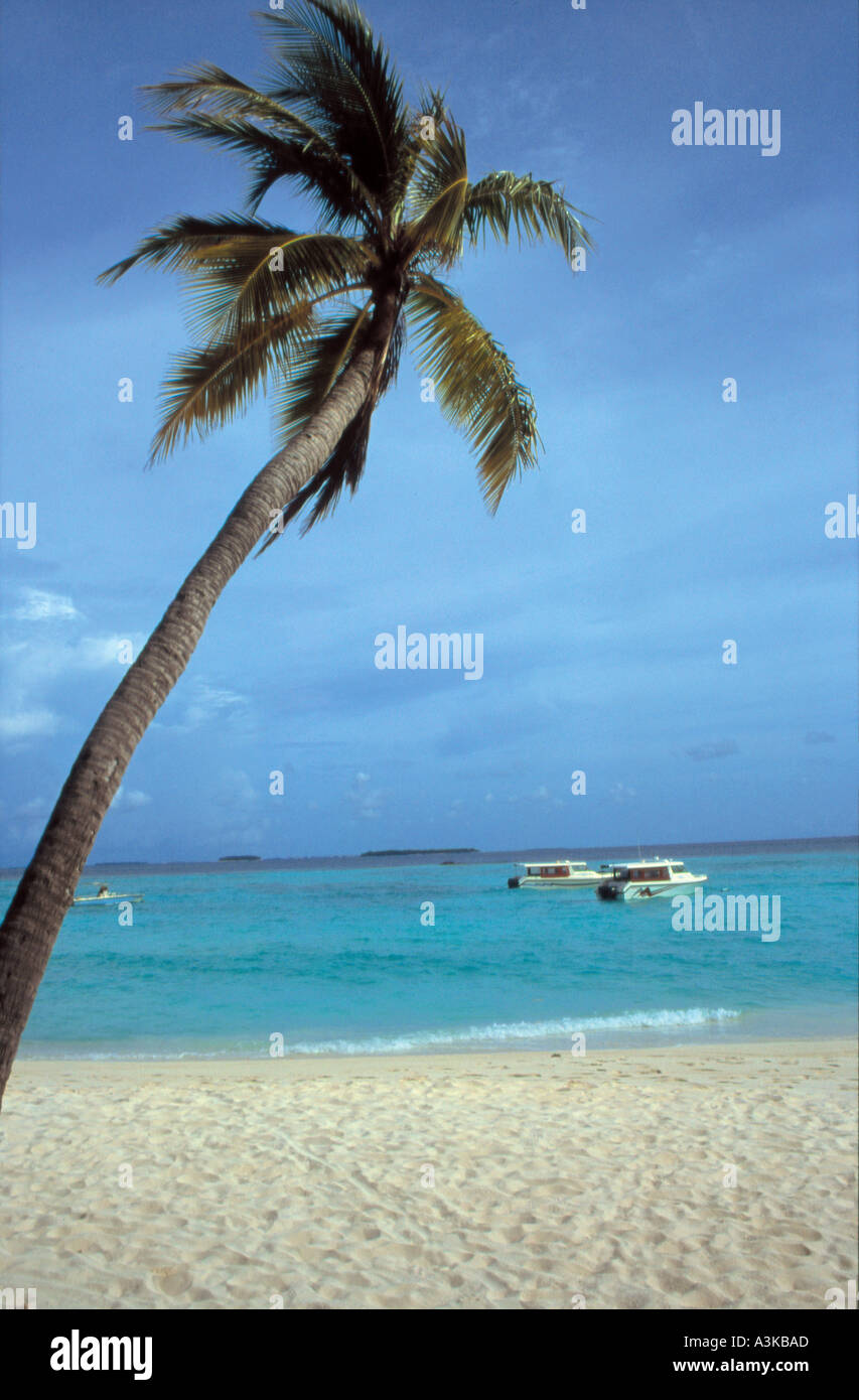 Palm tree Maldives Stock Photo - Alamy