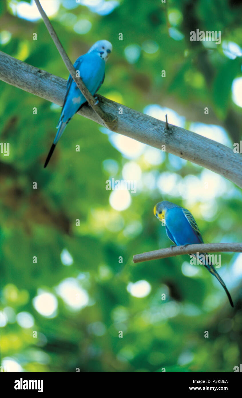 Maldives parrot bird hi-res stock photography and images - Alamy