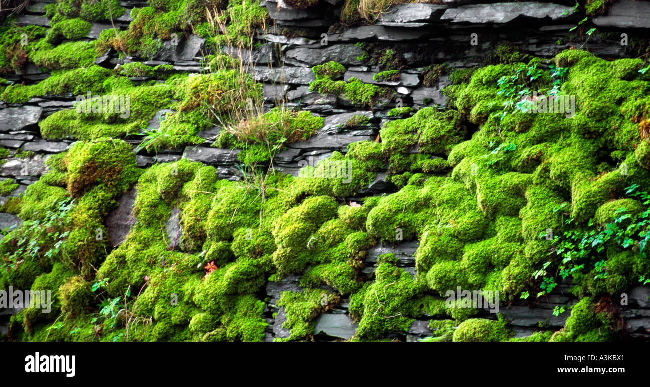 Steam Bank, Annin Woods County Mayo, Ireland Stock Photo - Alamy