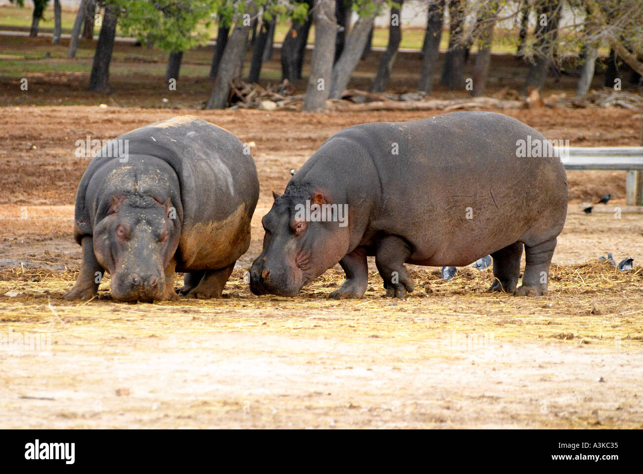 Hipo hi-res stock photography and images - Alamy