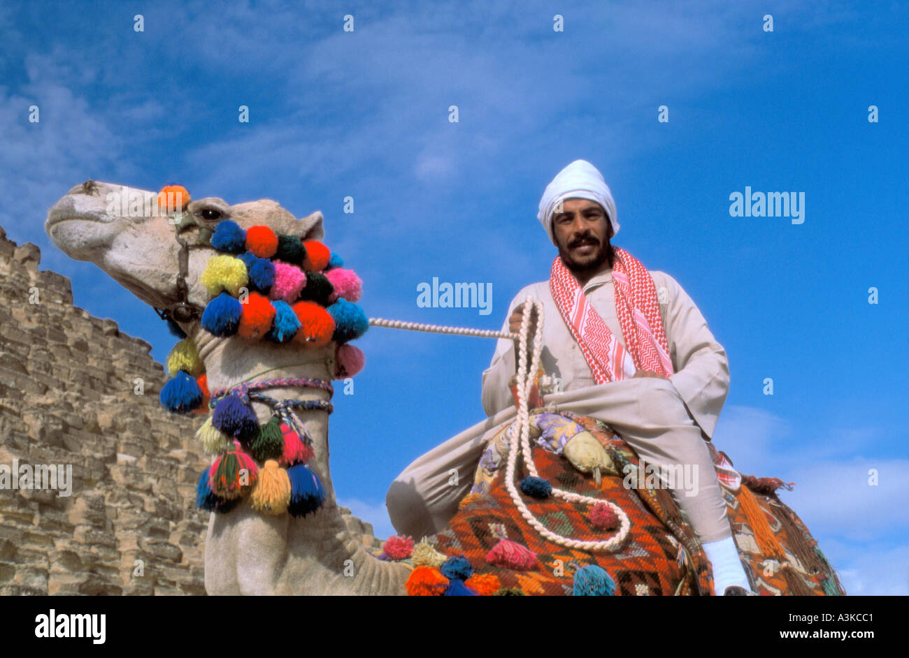 Camel driver and camel Giza Egypt Stock Photo - Alamy