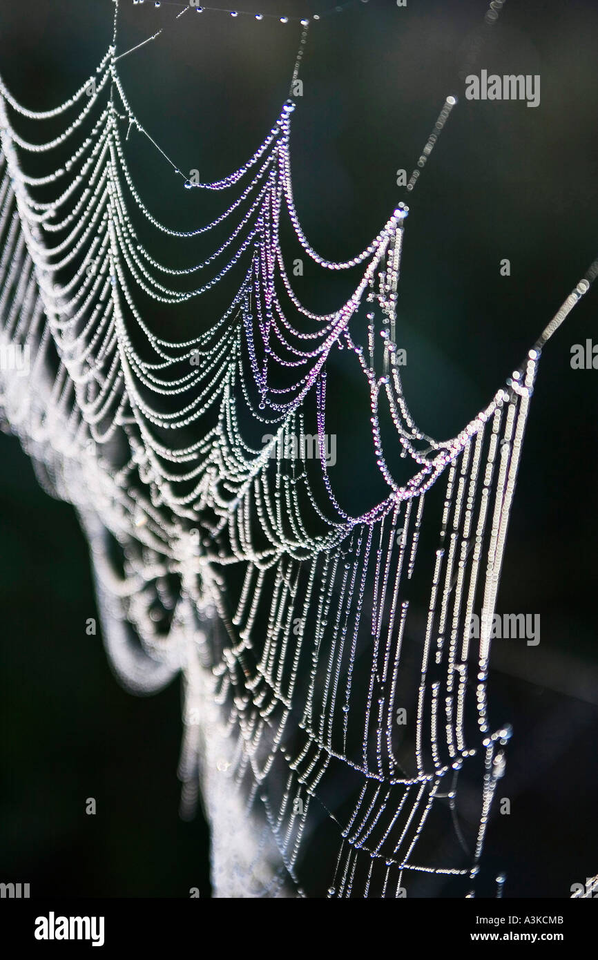 Spider cob in the morning Stock Photo - Alamy