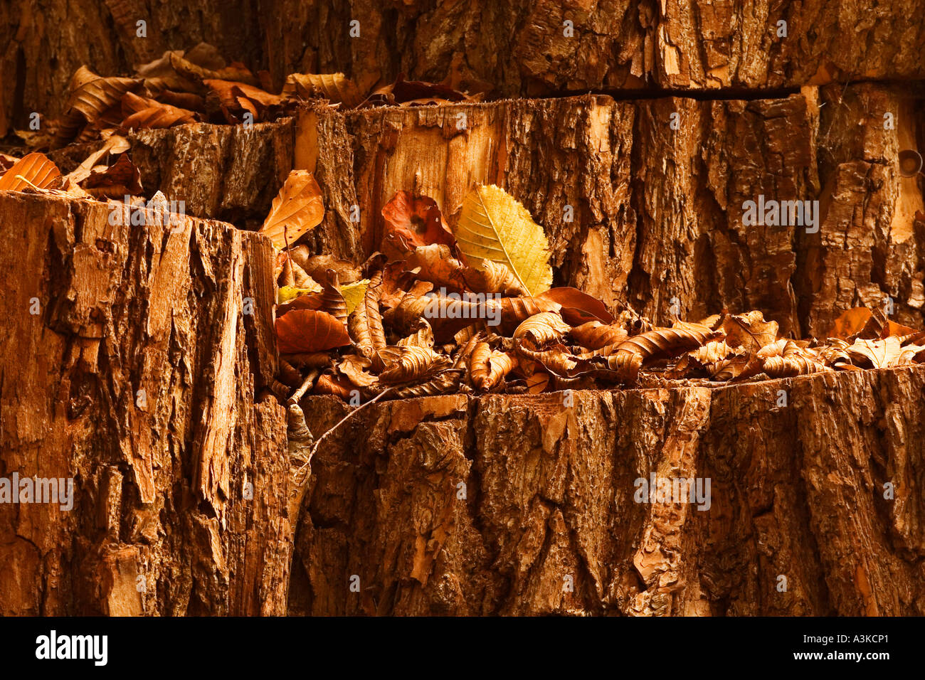 Sawed off tree trunks hi-res stock photography and images - Alamy