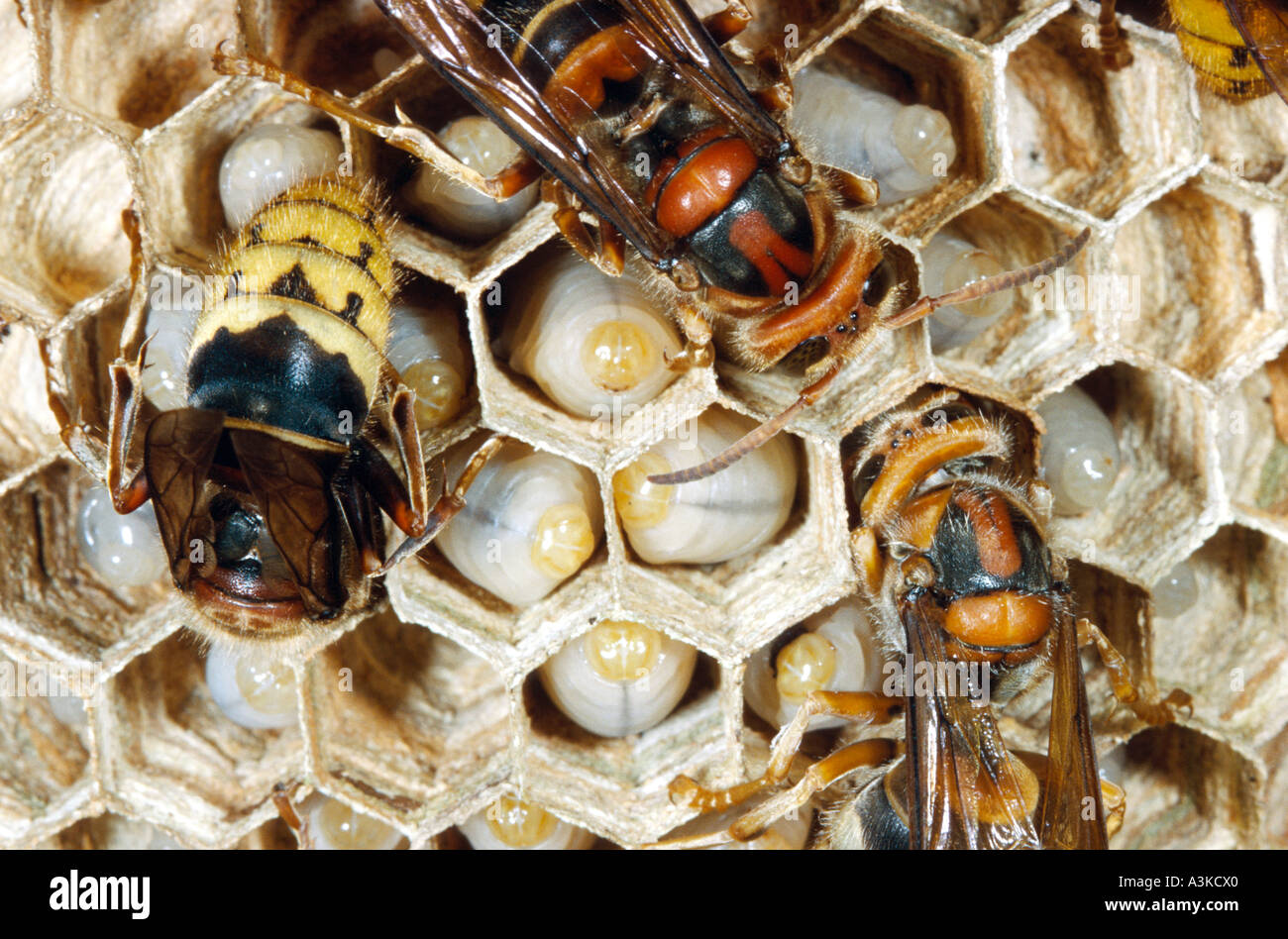 Hornets Hornet (Vespa carbo) females feeding the larvae in the combs ...