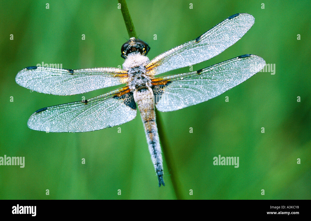 Dragonfly sunrise hi-res stock photography and images - Alamy