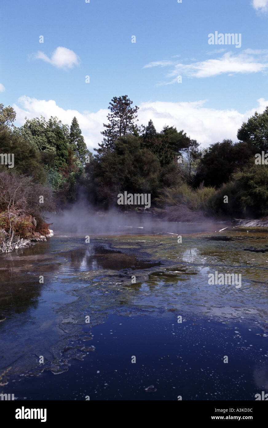 Thermal pools at Rotorua. New Zealand Stock Photo - Alamy