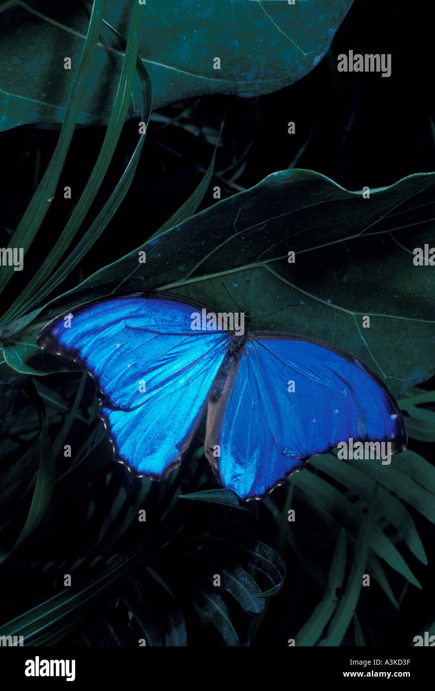 BUTTERFLY Morpho Stock Photo - Alamy