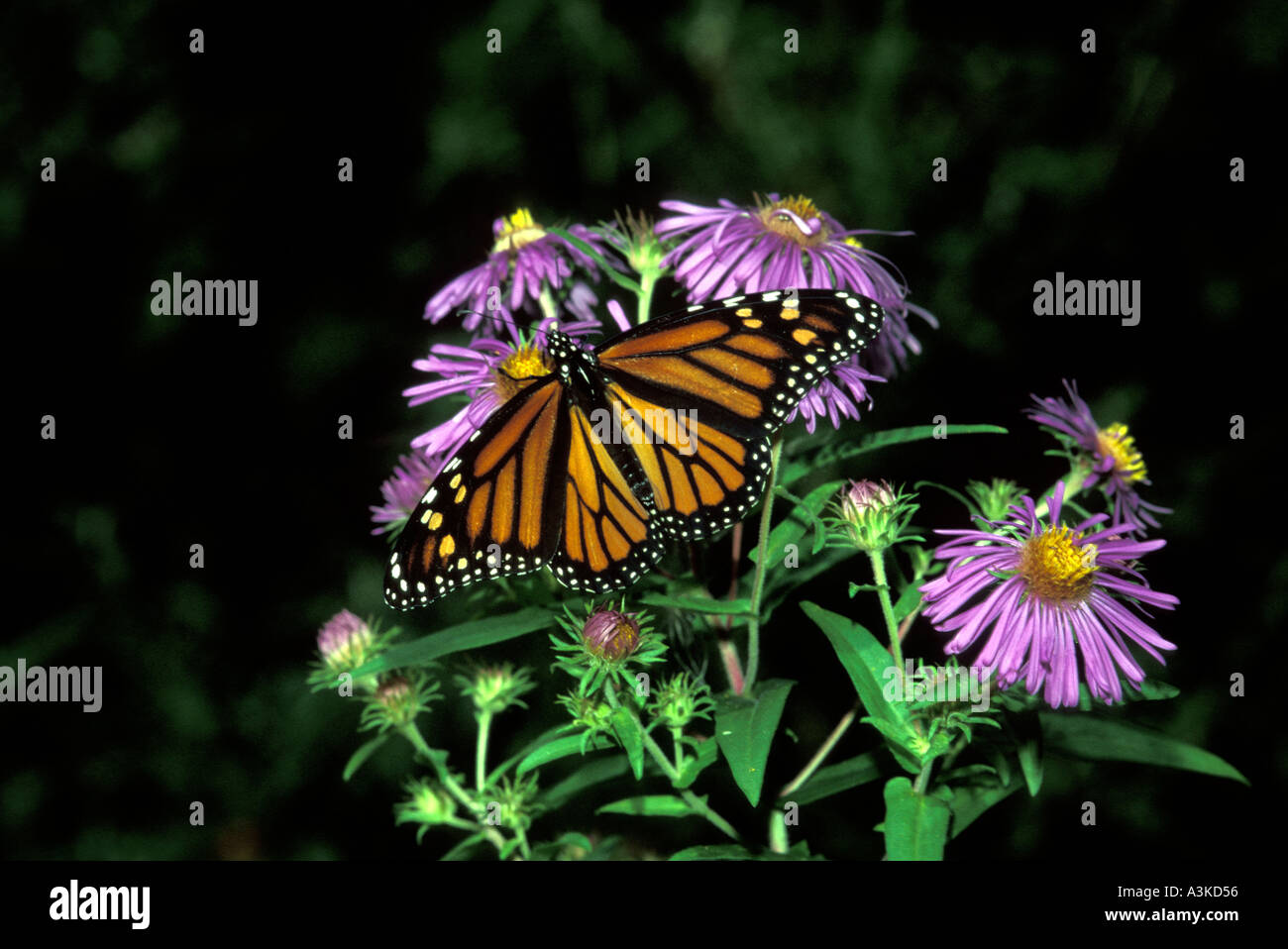INVERTEBRATE BUTTERFLY Monarch Stock Photo - Alamy